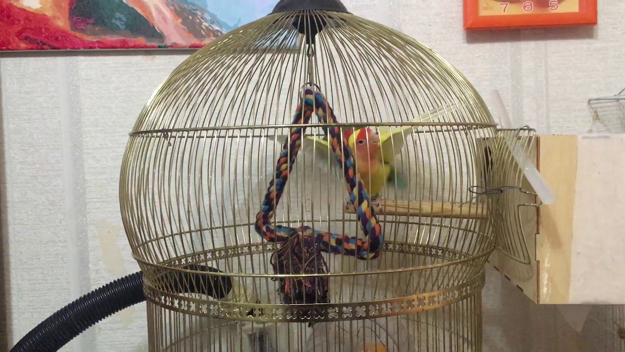 Спаривание попугаев неразлучников