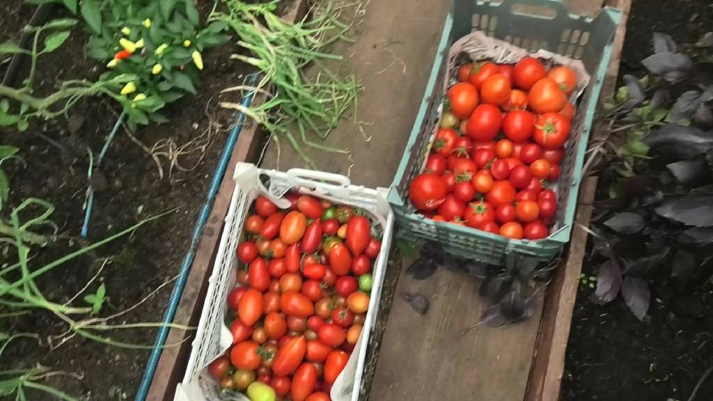 огород,томаты,гроза