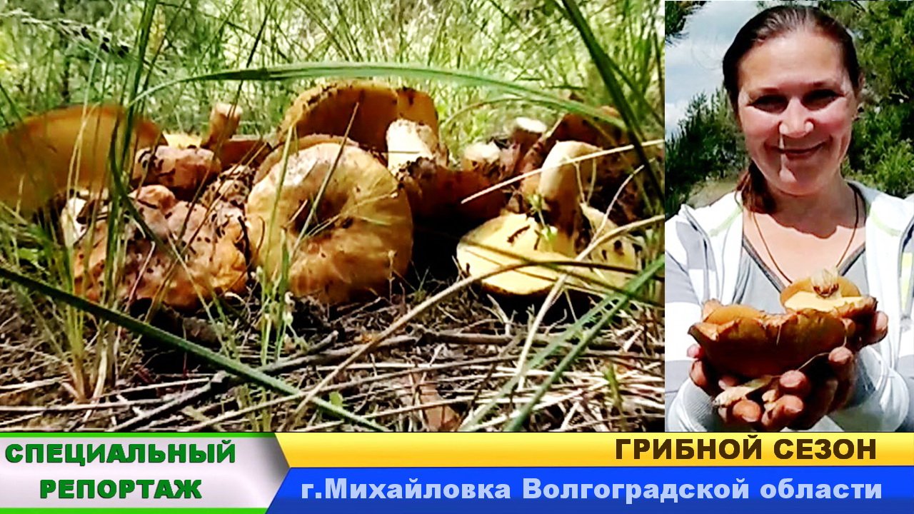 ГРИБНОЙ СЕЗОН