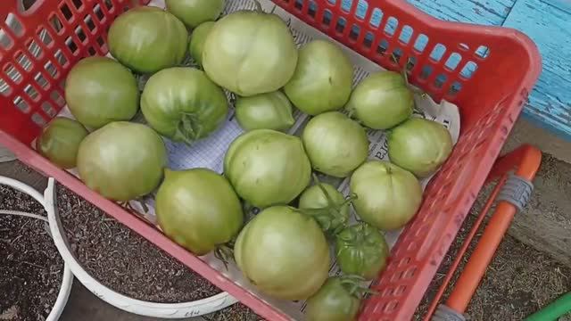 Сибирь. Убираю урожай томатов с открытого грунта.