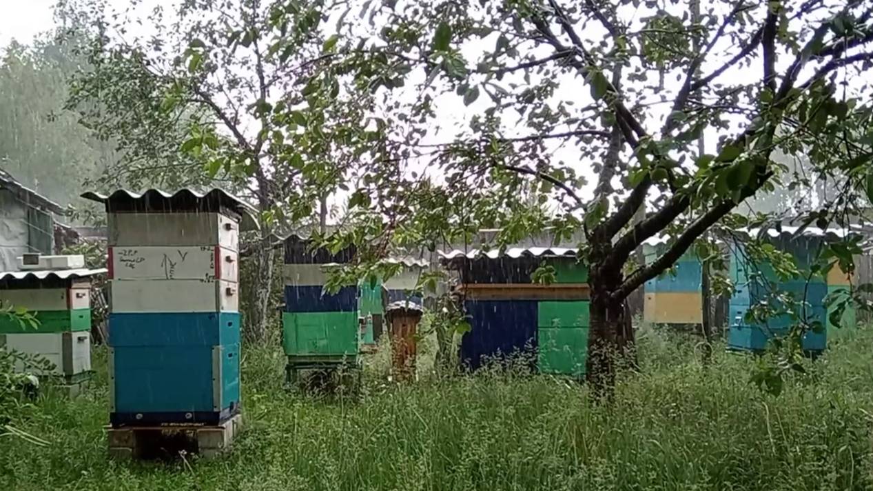 Гроза на пасеке (04.06.2024 года)