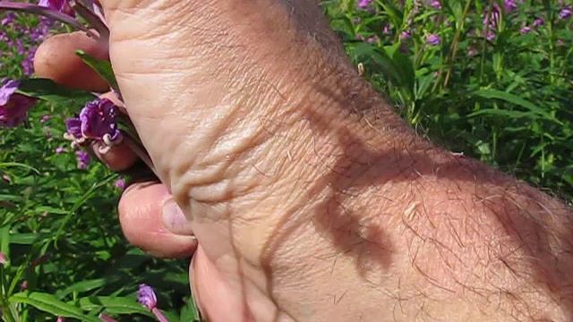 Хозяйство Воронова | Самый продвинутый способ быстро собрать лепестки Иван Чая