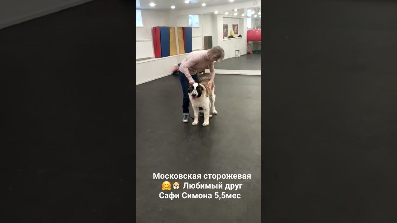 Любимый друг Сафи Симона