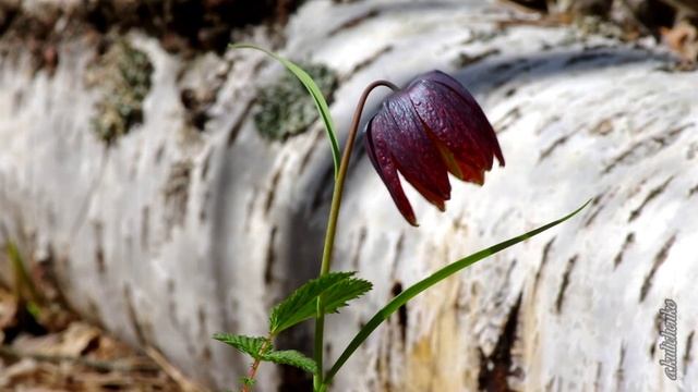 РЯБЧИК ШАХМАТНЫЙ