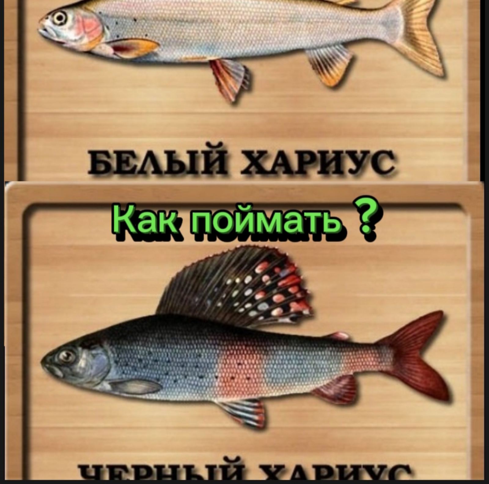 Как поймать белого и чёрного Байкальского хариуса, на локации озеро Байкал.