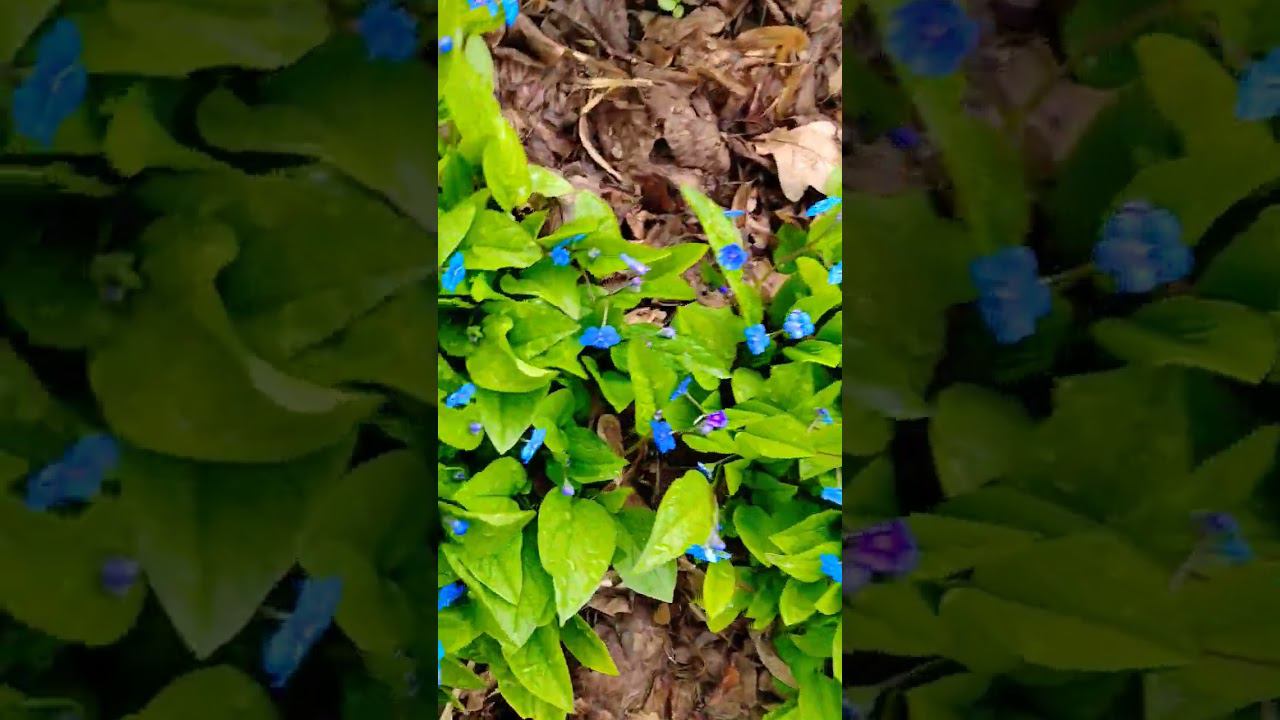 пупочник весенний , цветение