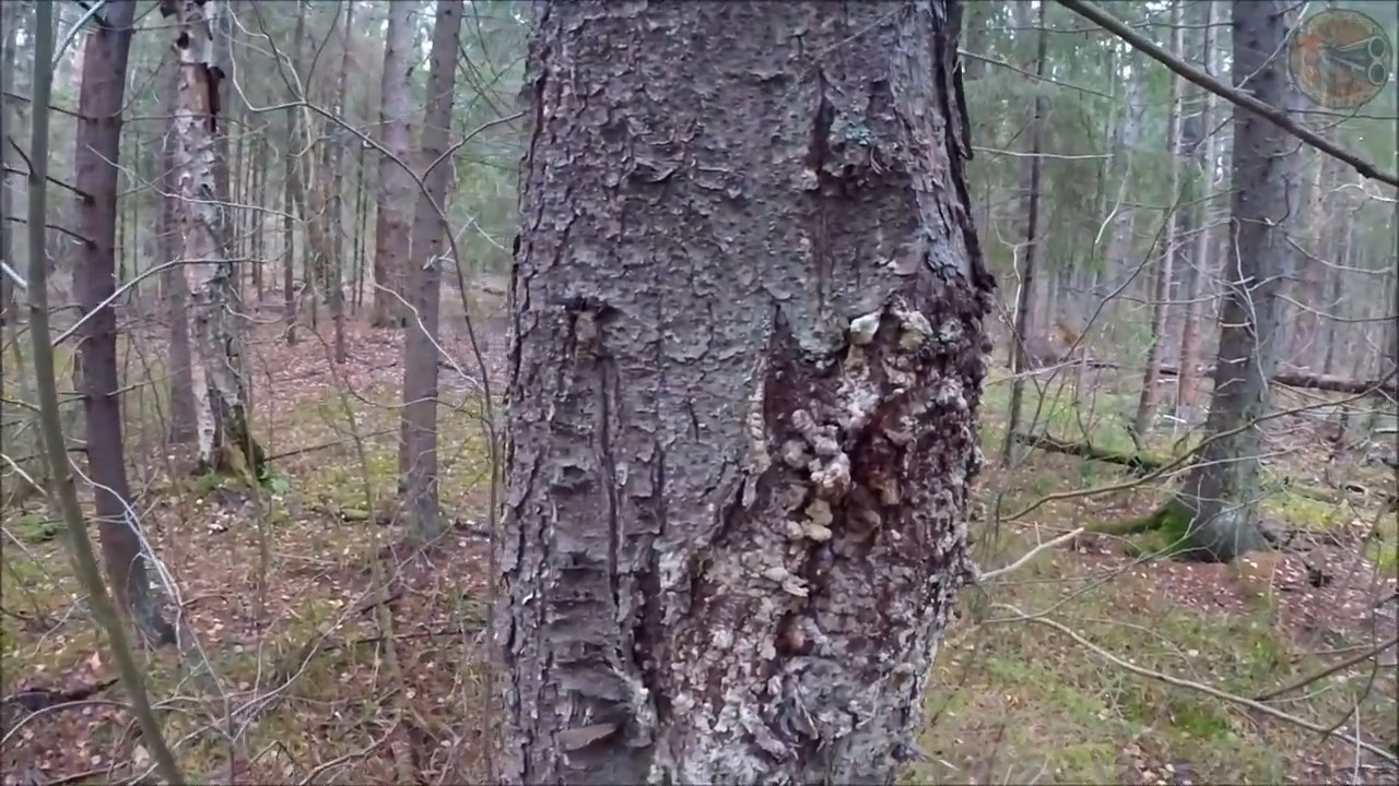Еловая смола-помощь при простудных заболеваниях (Будни охотника и рыбака)