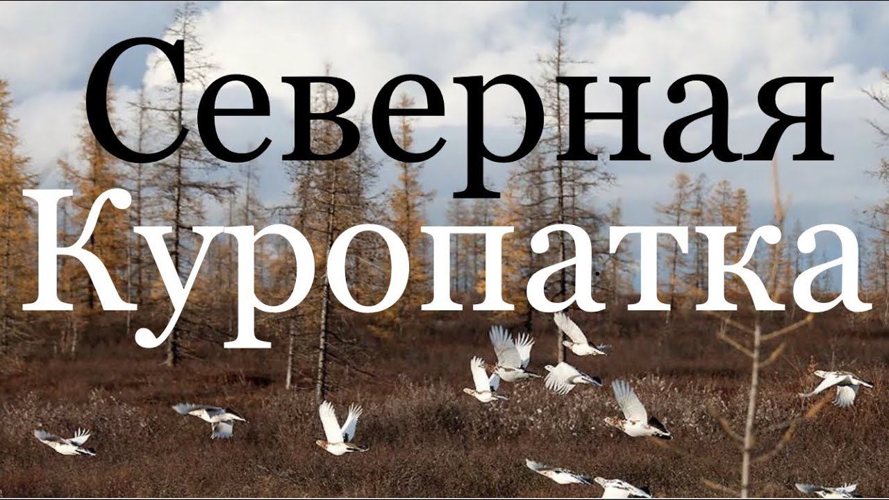 Охота на куропатку ХМАО 2019