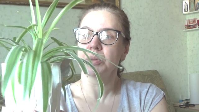 ХЛОРОФИТУМ. ПОЛИВ И УХОД.