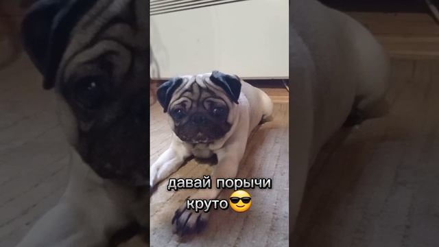Прикол про рык мопса #shorts