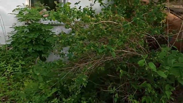 Обзор дома и участка 2024