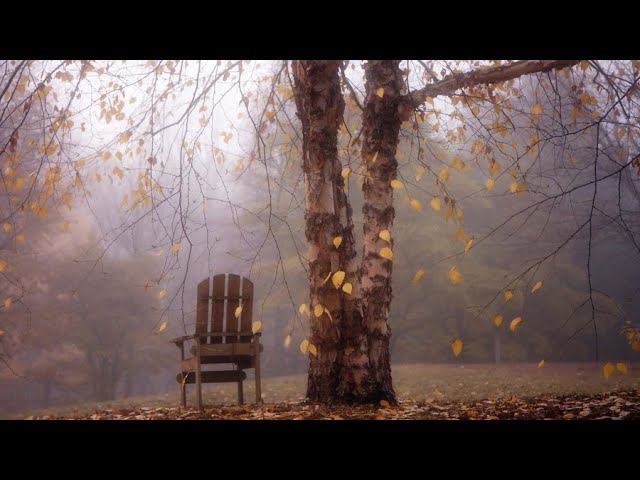 Туманное утро(читает автор)