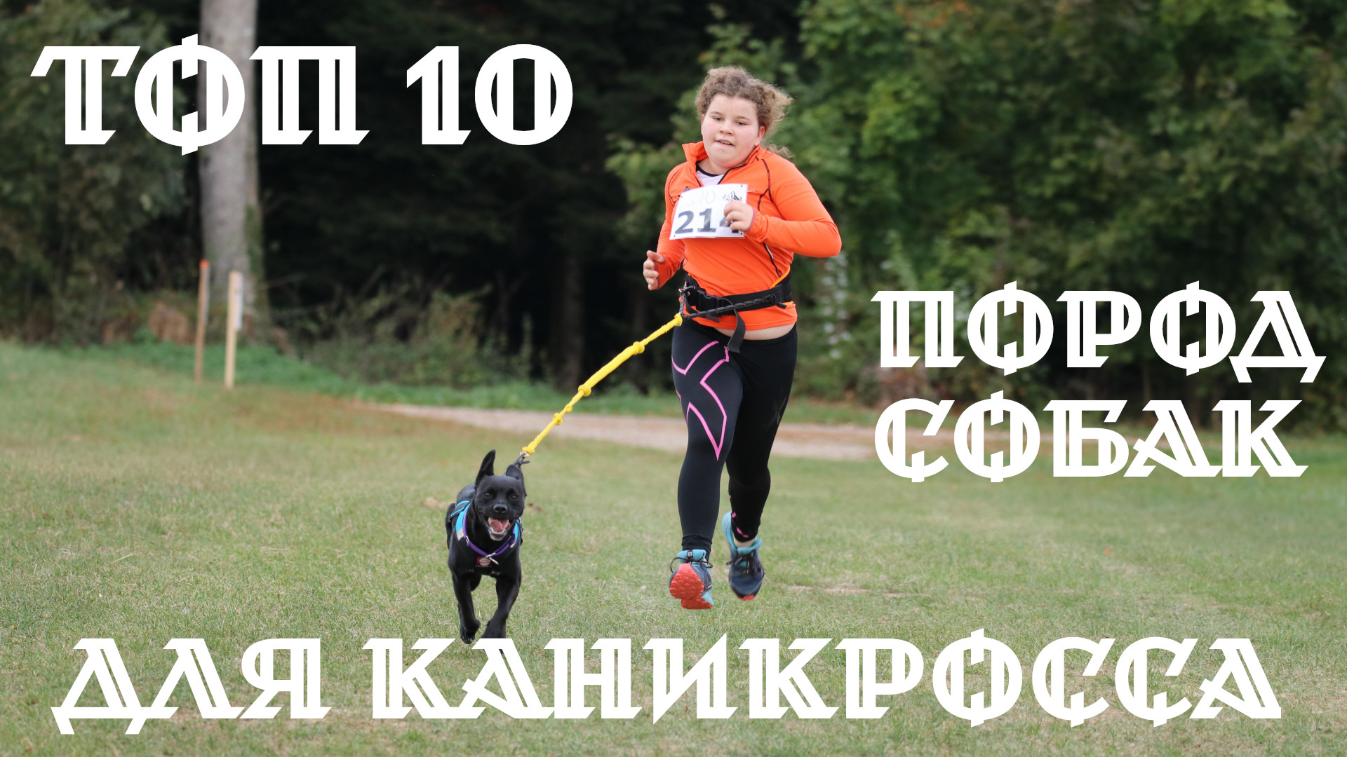 ТОП 10 Пород собак для каникросса