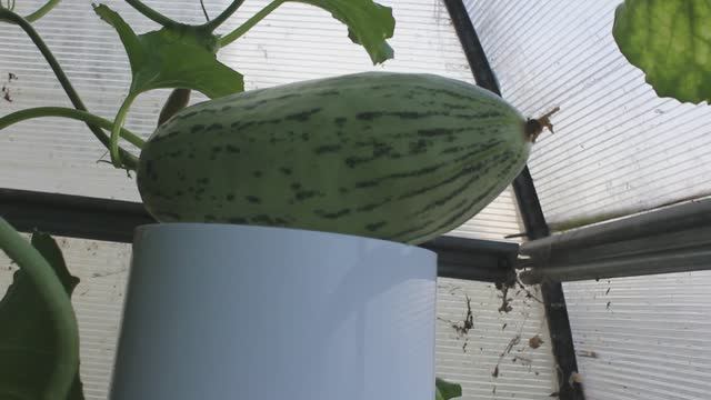 Дыня Мирзачульская. Четвертый куст. Как это было...