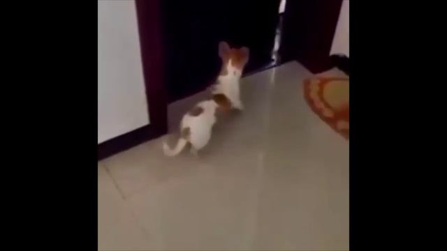 СОБАКИ -  ВОЕВАКИ :))