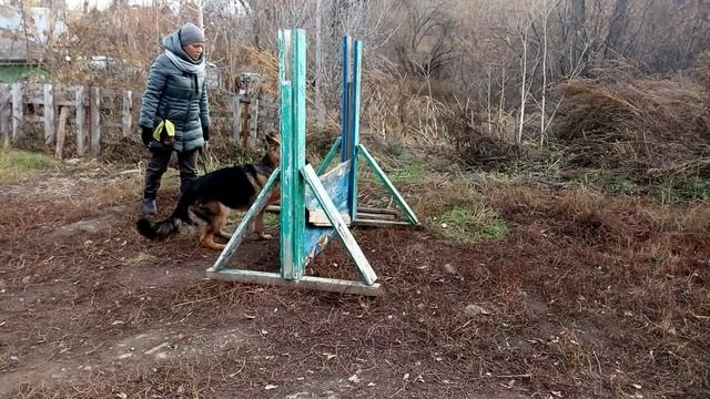 Чудеса дрессировки