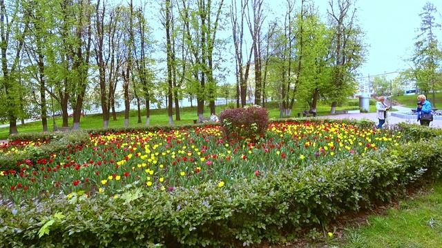 Городские цветы. #цветы #тверь #природа