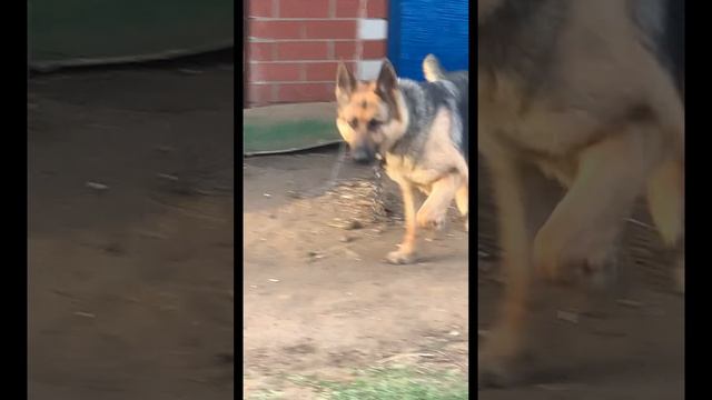 Немецкая овчарка.