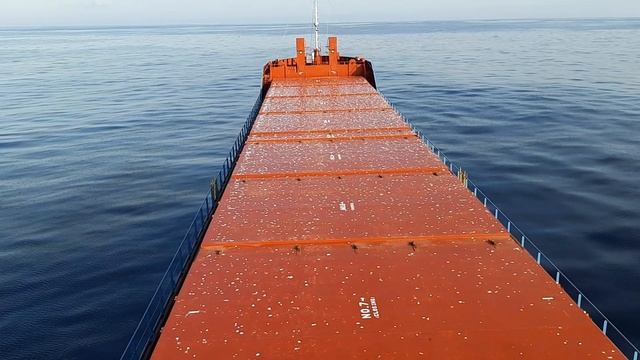 Чистоплотные чайки Португалия