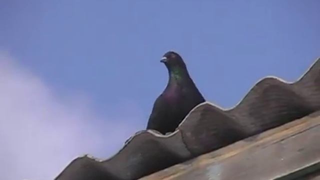 К 75-летию победы в Сталинградской битве