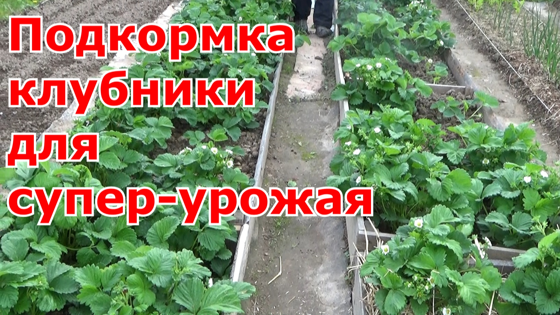 Борная кислота для обработки клубники перед цветением для формирования завязей и большого урожая.