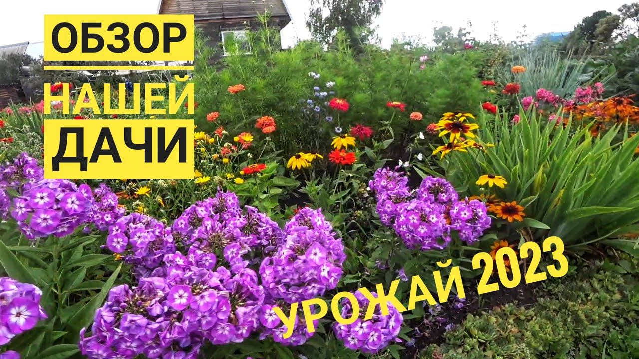 Обзор нашей дачи. Собираем урожай. Август 2023