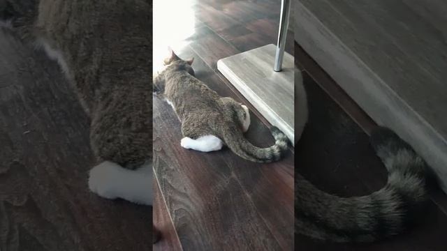 НАКА?а мне пофигу#кот #животное