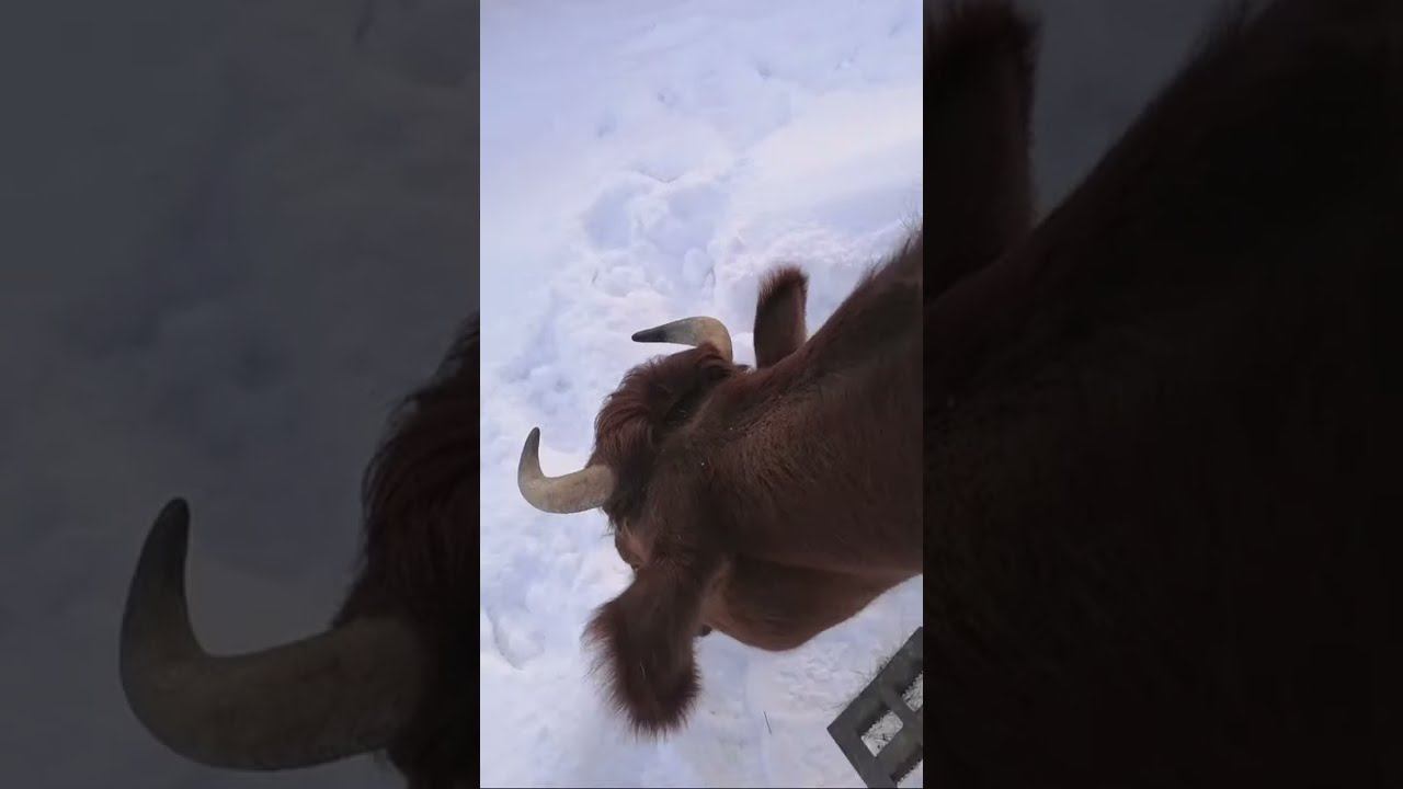 Почему надо отправить Корову на два месяца в декретный отпуск. Мои мнения.