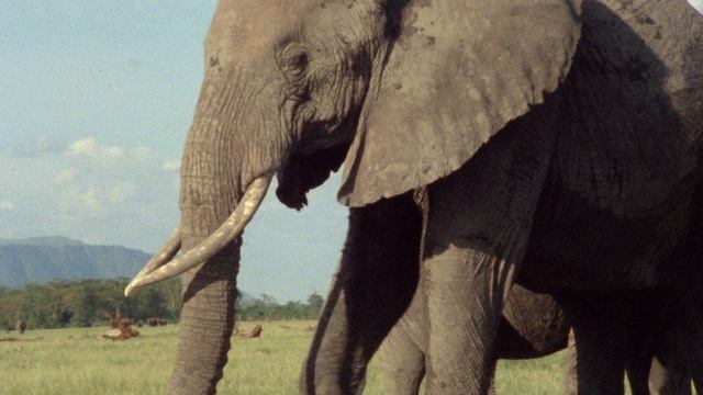 Жизнь на Земле 11 серия «Охотники и жертвы» (документальный сериал, 1979)