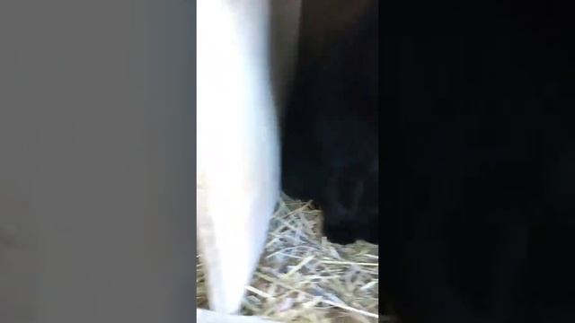 Нет, ничего не видел