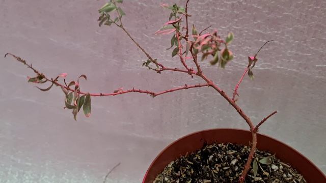 Тарентино вар. 9