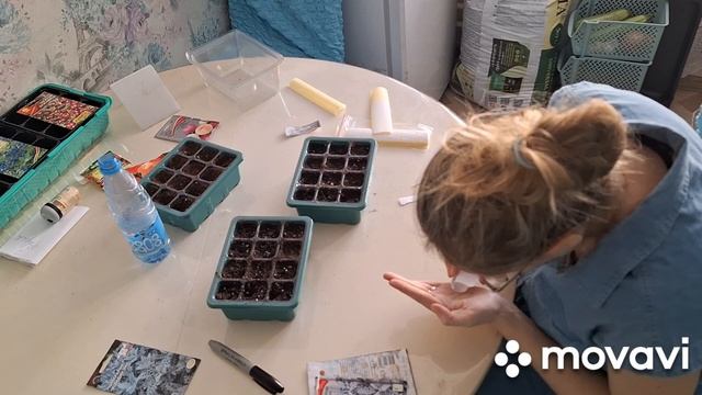 сажаю цинерарии 10.02.24