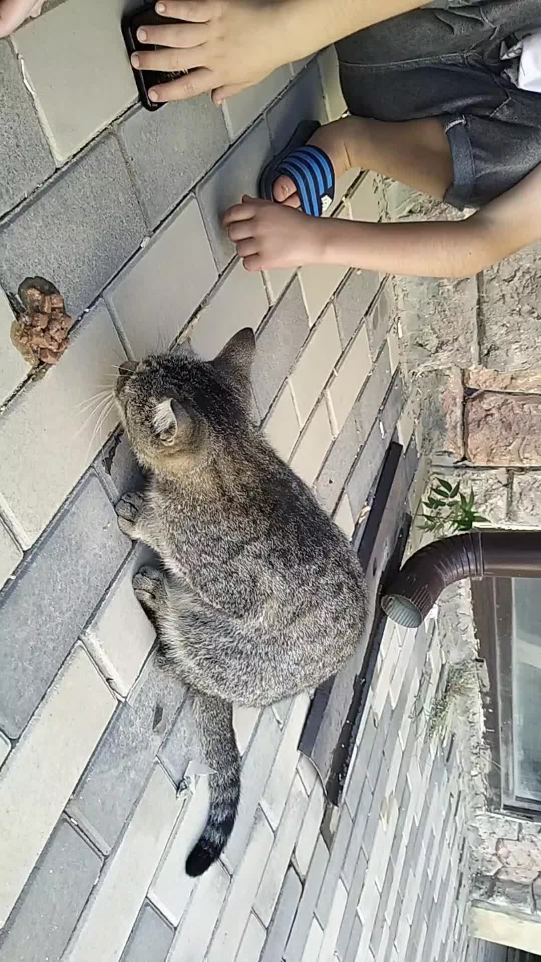 КОРМИМ КОТИКОВ