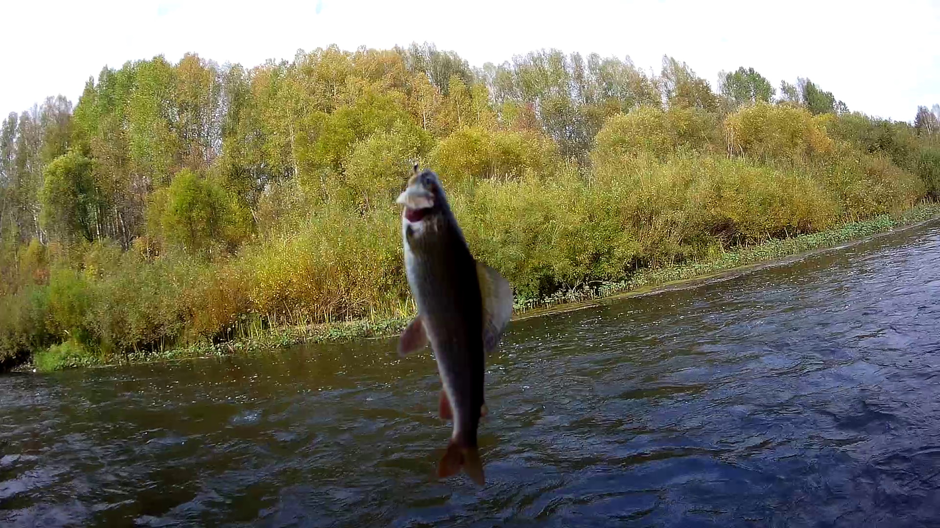 ХАРИУС ОСЕНЬЮ.mp4