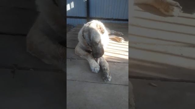 Алабай и косточка.