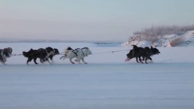 Катание на собачьих упряжках