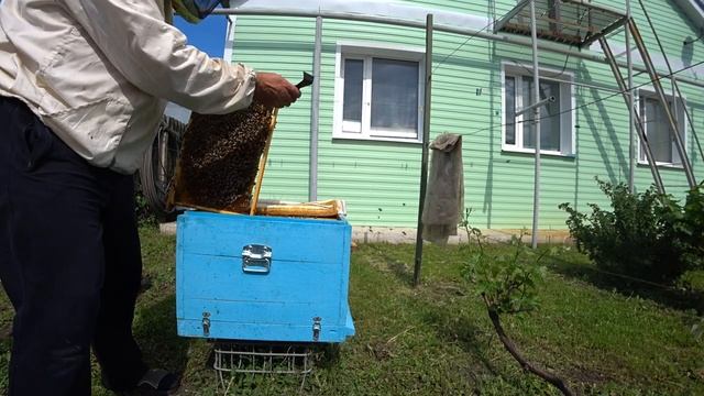 Проверяем улики с пчелами (июнь 2022 года)- часть 2. Сельский блог "В гостях у Владимира"