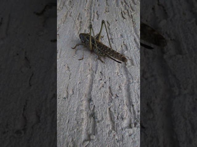 Смелый кузнечик