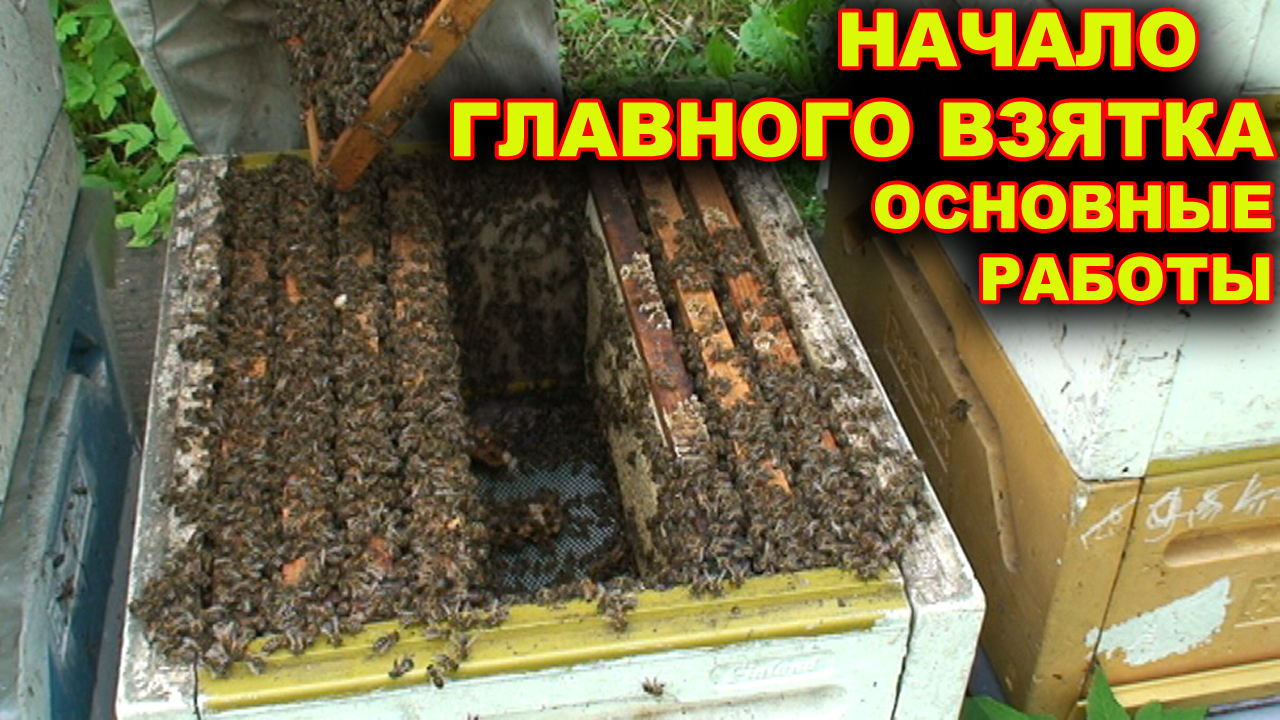 Начало главного взятка. Основные работы.