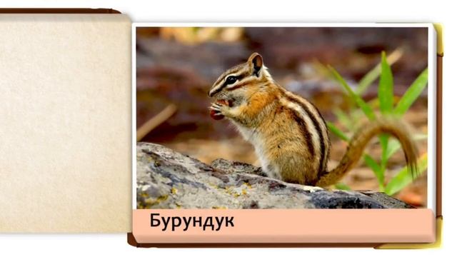 Лесные животные. Обучающие карточки для детей