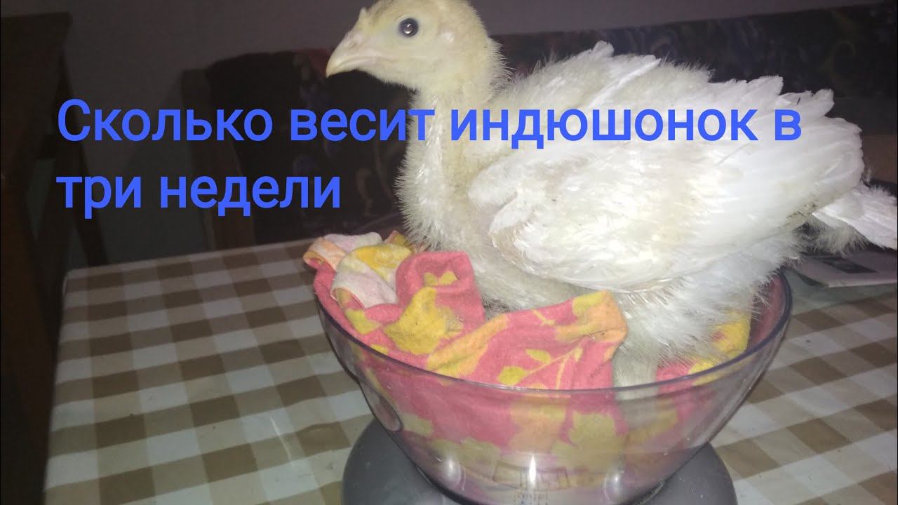 Взвешивание индюшат Биг-6 в три недели очень порадовало//прирост за неделю триста граммов и выше.