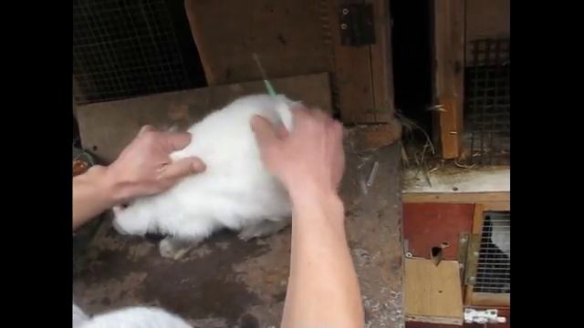 Комплексная вакцинация кроликов (прививка)