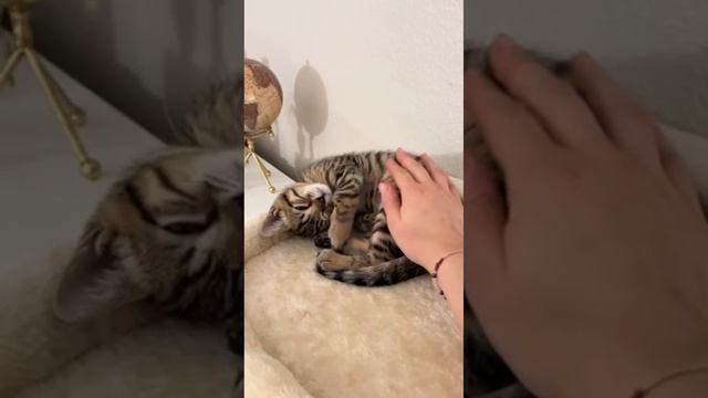 Видео с милыми котиками