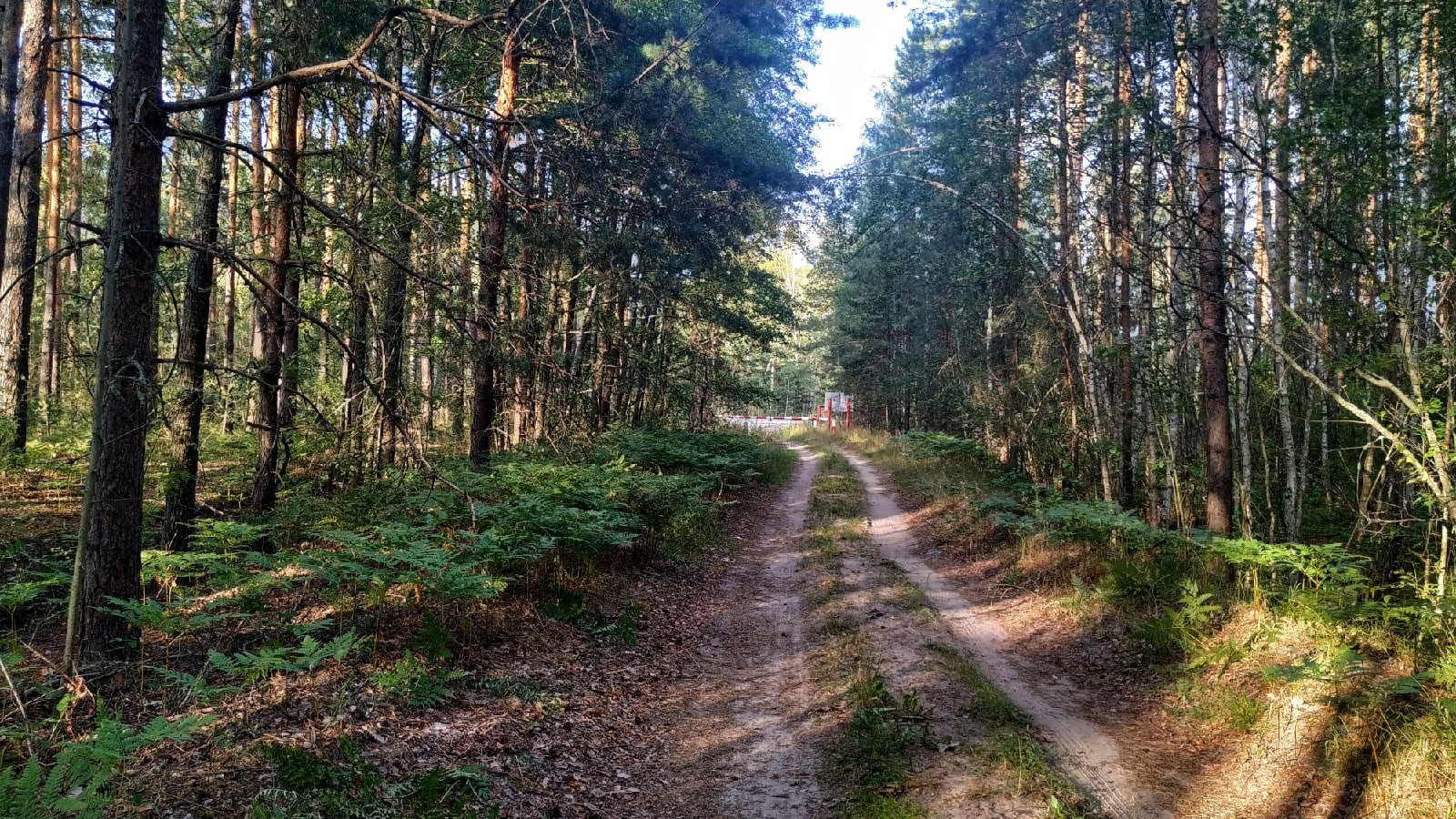 "ПО МЕЩЕРСКИМ ТРОПАМ С ВЕТЕРКОМ"... (Фото Сергея Зотова (Рязань), музыка - Amure - Last Traim)