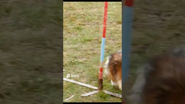 Кубок Тверской области по аджилити #shorts #аджилити #тверь🏆🐕👍