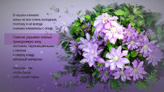 Клематис Протеус (Proteus)