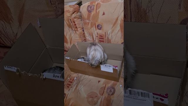 Очень кушать хочется.