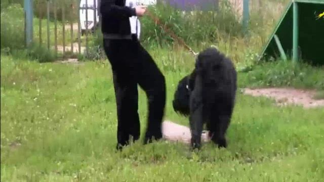 Обучение фигуранта по ЗКС. Часть 3