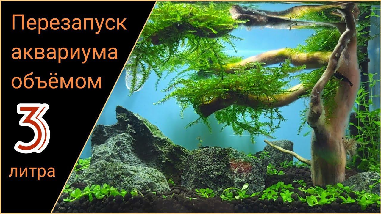 Перезапуск нано аквариума объёмом 3 литра