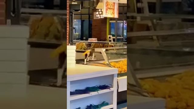 шерстяной ворюга раздобыл себе ужин.mp4